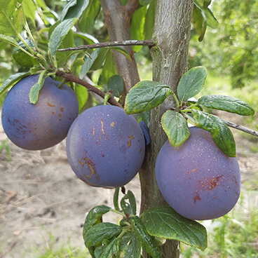Steenfruit - Koster Boomkwekerij